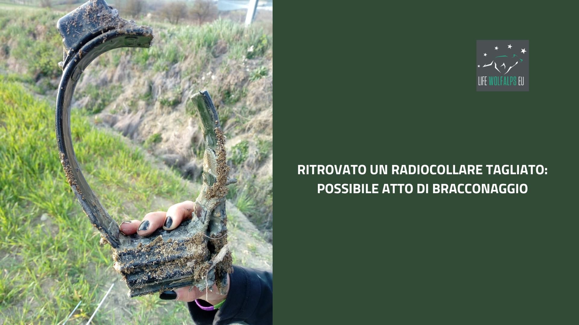 Ritrovato un radiocollare tagliato: possibile atto di bracconaggio ...